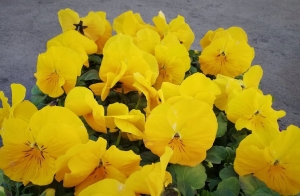 Bratek Bratki Fiołek Wielokwiatowy Clear Yellow dlaogrodu24